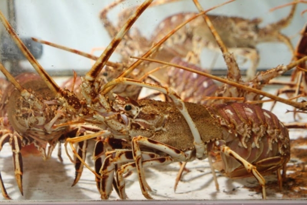 French Fish Vocabulary - P-O Life