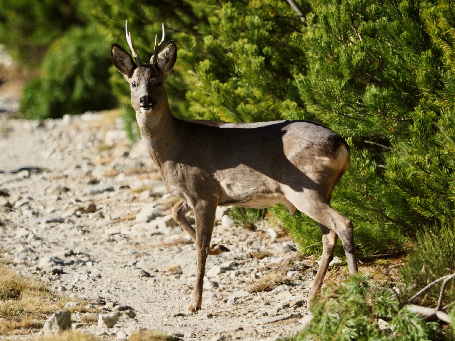 BIG BEASTS OF OUR FORESTS & HIGH PASTURES - P-O Life