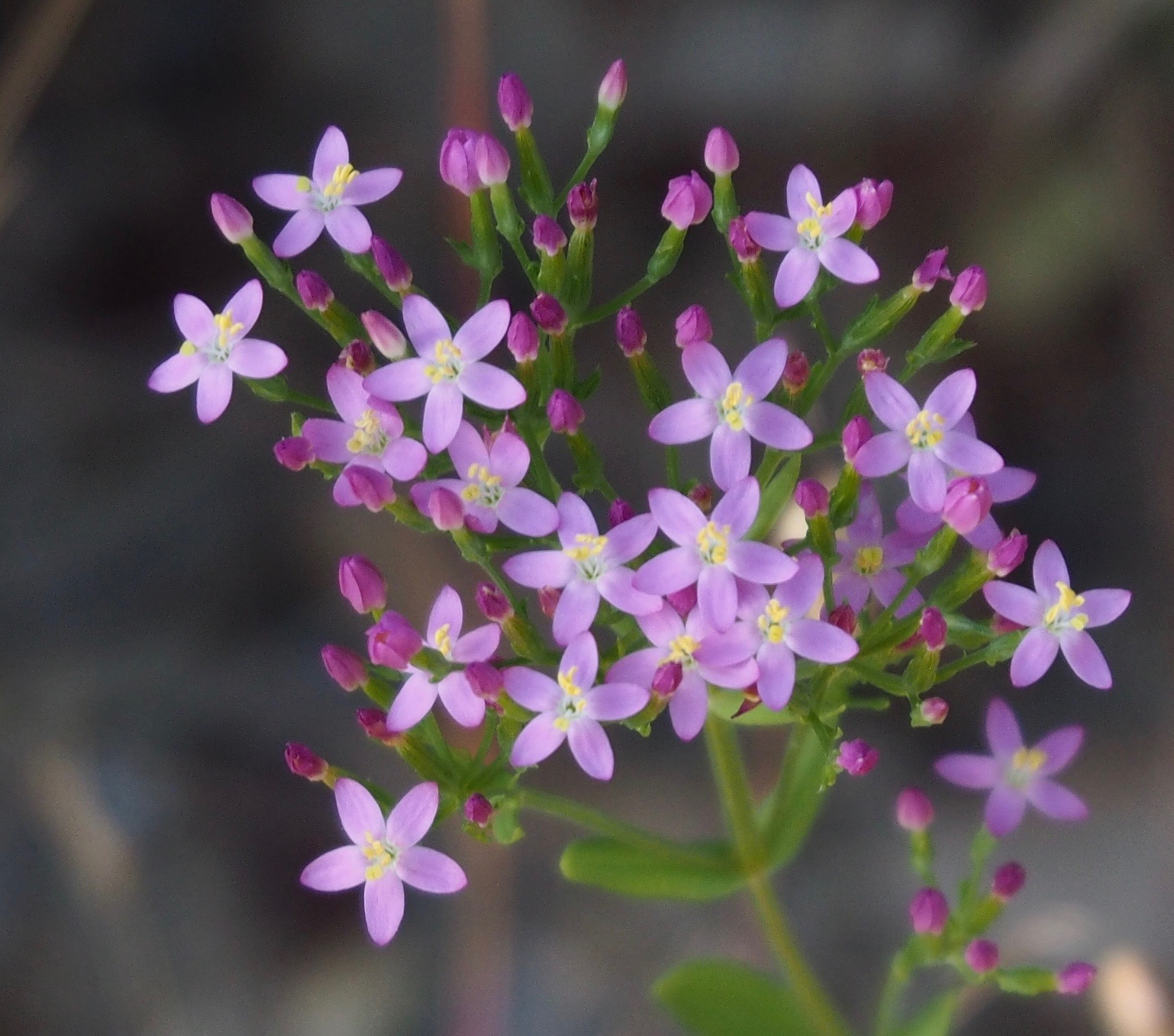 Wild About Flowers? - P-O Life