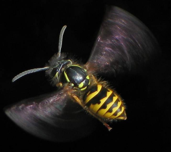 Mobile nests for super wasps being trialled by wasp communities all ...