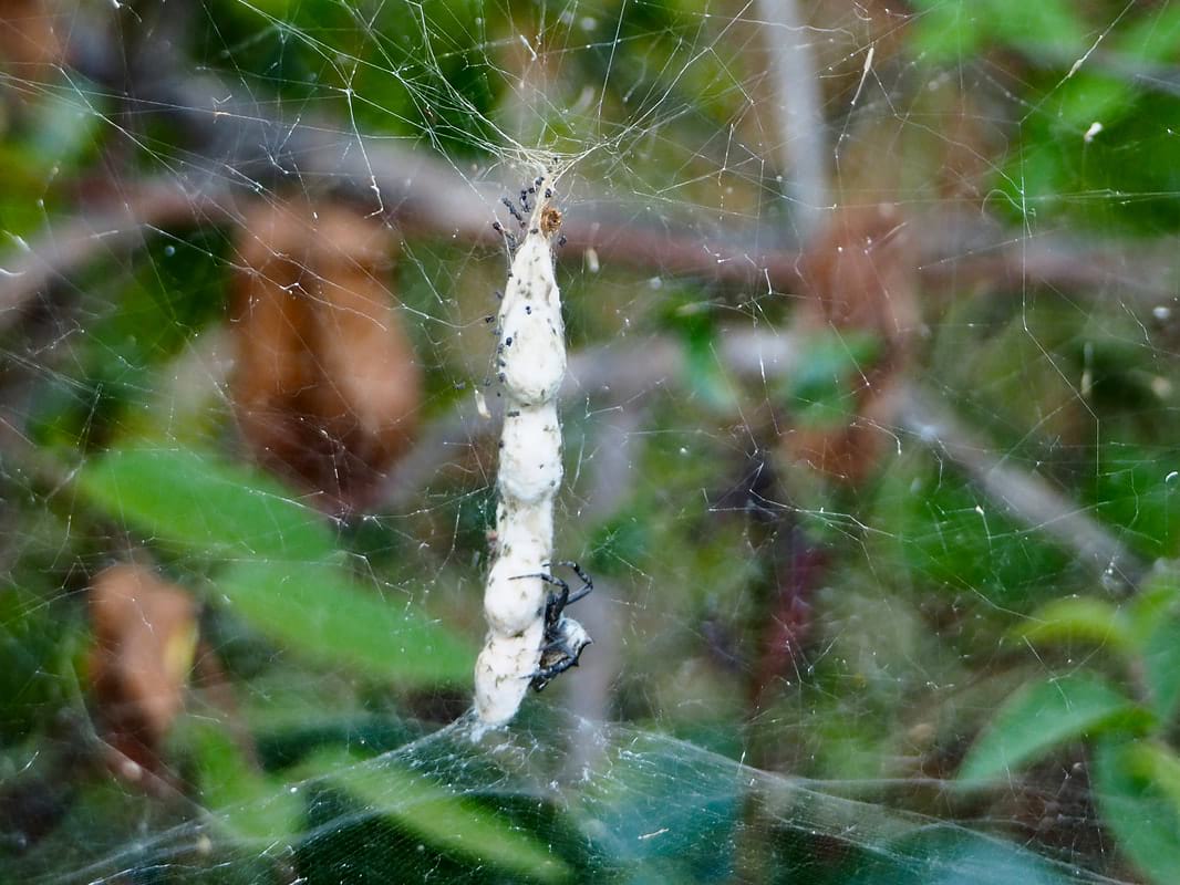 P-O Naturally - a summer tale of wasps and spiders in the P-O