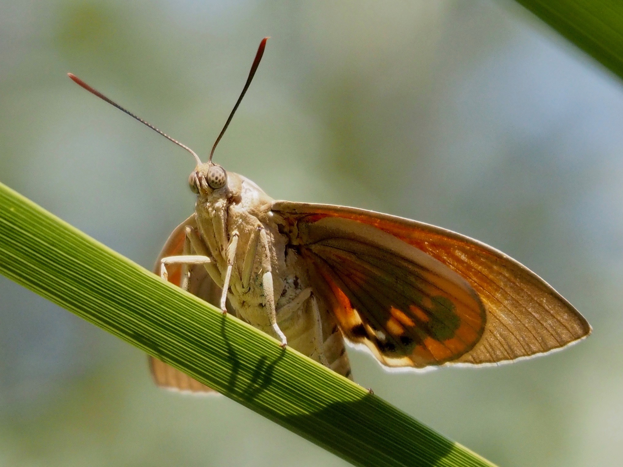 Those PesKy Palm Killers - P-O Life