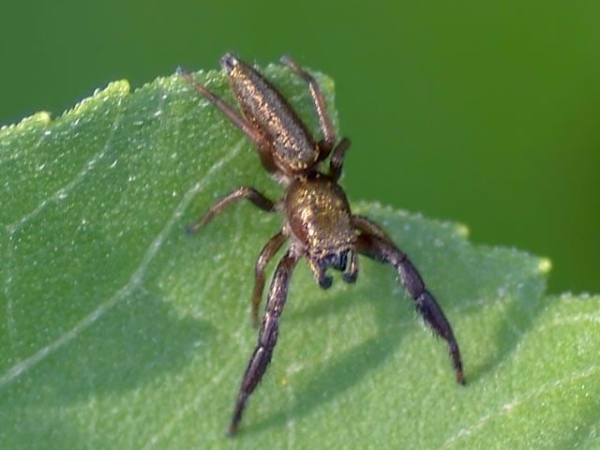 Spiders in the Pyrenees-Orientales - P-O Life