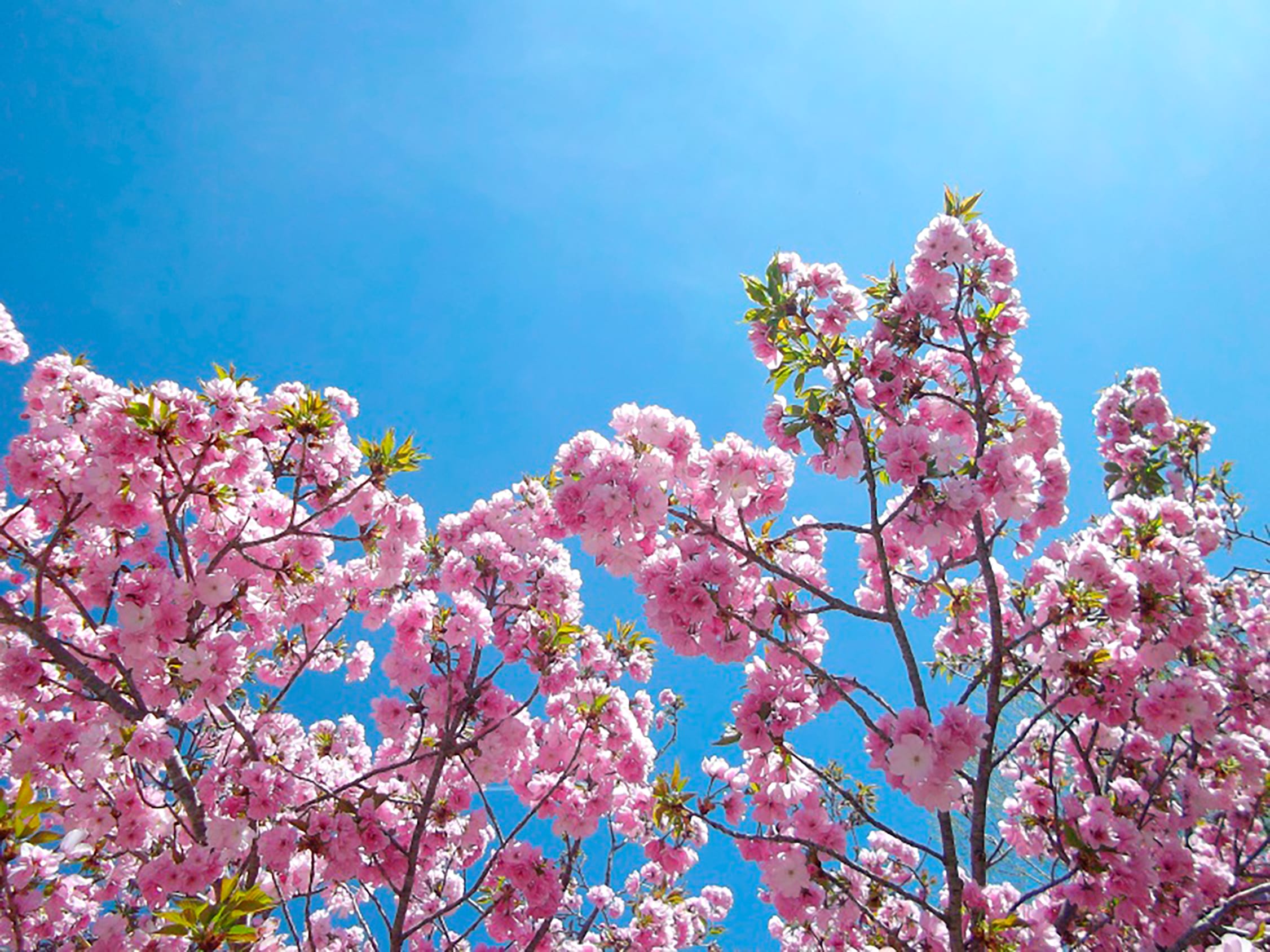 Out for the day - enjoy the cherry blossom stroll in Amélie les Bains