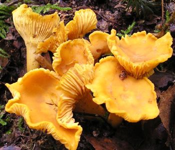 Mushroom Season in the P-O - P-O Life
