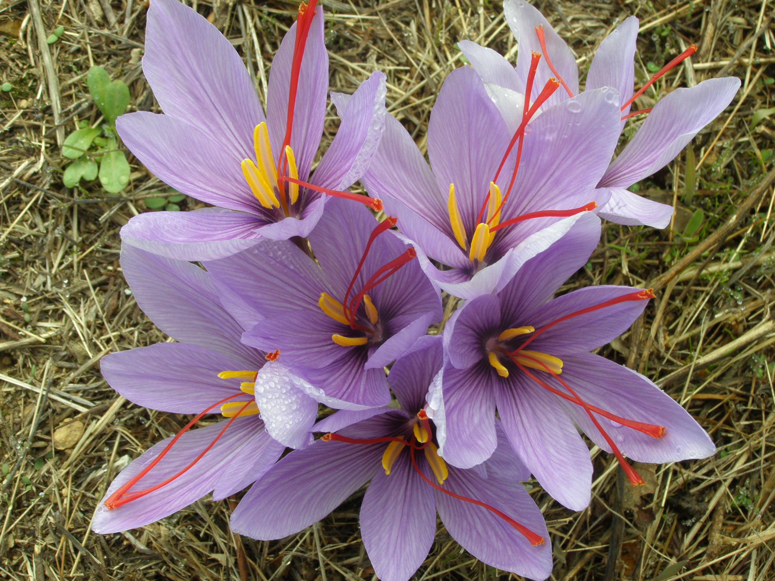 Saffron: have your own high maintenance love affair - P-O Life