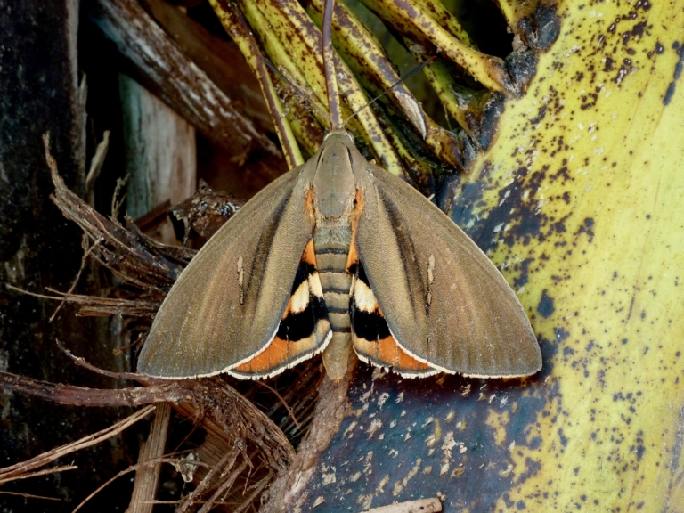 Those PesKy Palm Killers - P-O Life