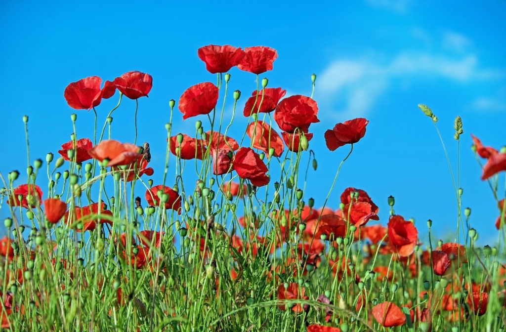 The Origins of Poppy Day - Lest we Forget - P-O Life