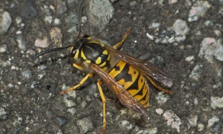 Mobile nests for super wasps being trialled by wasp communities all ...