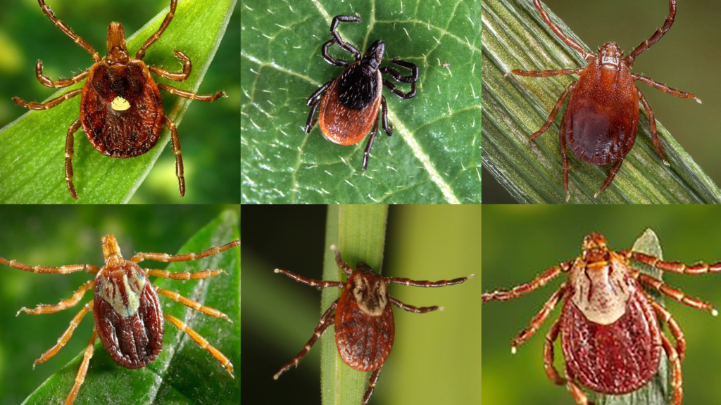 Cross with Ticks - Blood Sucking Parasites! - P-O Life